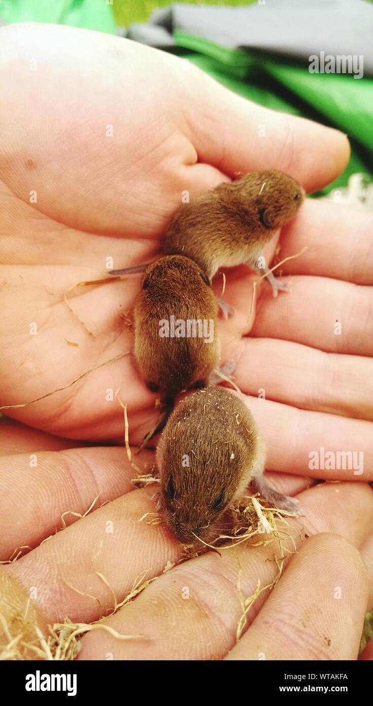 Mice protection hi-res stock photography and images - Alamy