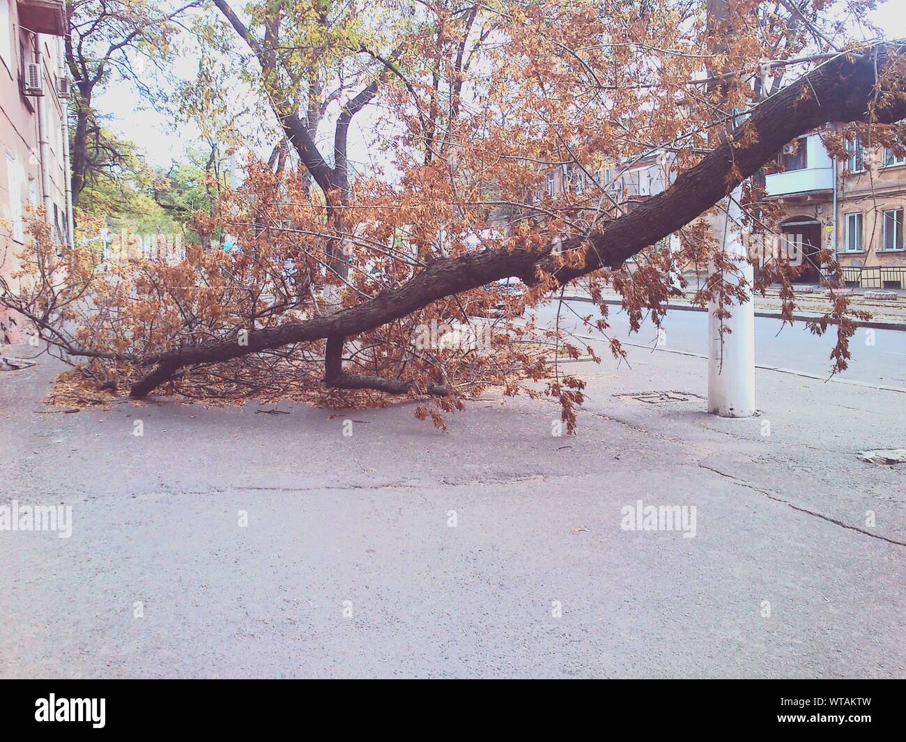 Fallen Tree On Street In City Stock Photo - Alamy
