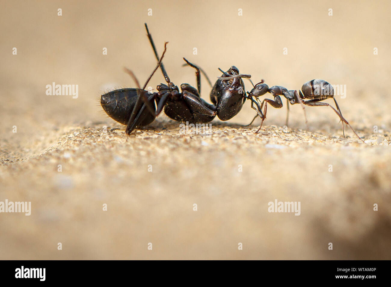 Ants On Rock High Resolution Stock Photography and Images - Alamy