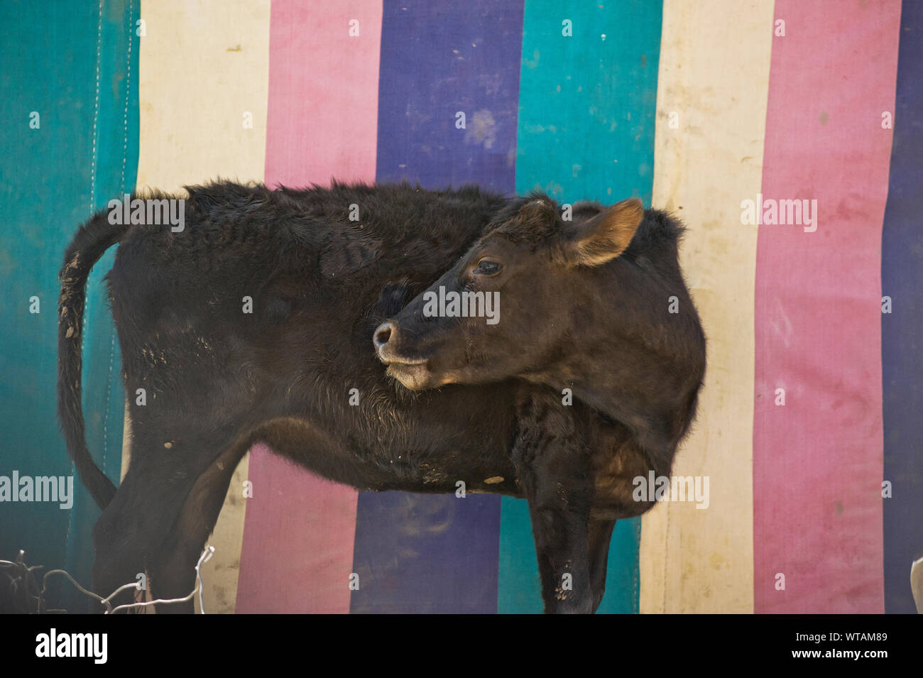 Goat looking back hi-res stock photography and images - Alamy