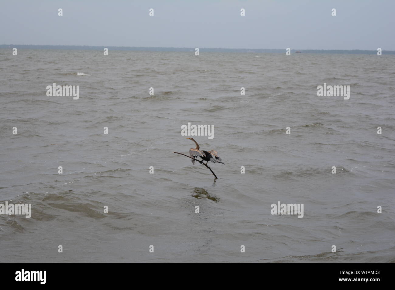 House boat view from Kerala India Stock Photo - Alamy