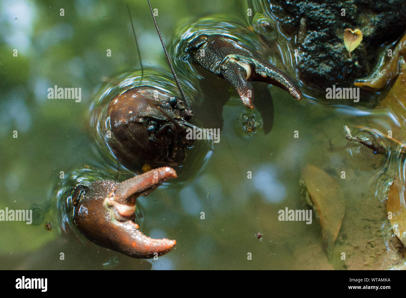 Crayfish Water High Resolution Stock Photography and Images - Alamy