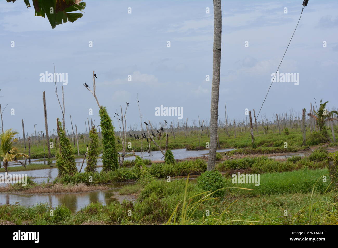 House boat view from Kerala India Stock Photo - Alamy