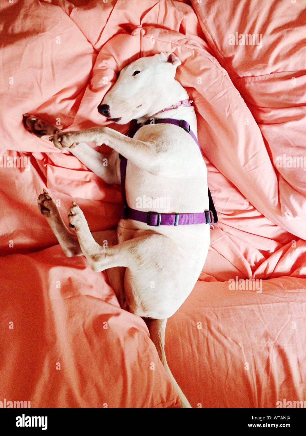 Bull dog lying on bed hi-res stock photography and images - Alamy