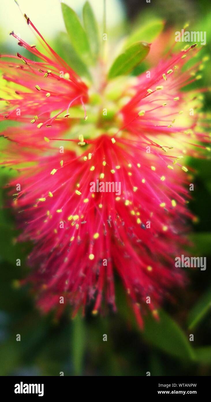 Red spiky flower hi-res stock photography and images - Alamy
