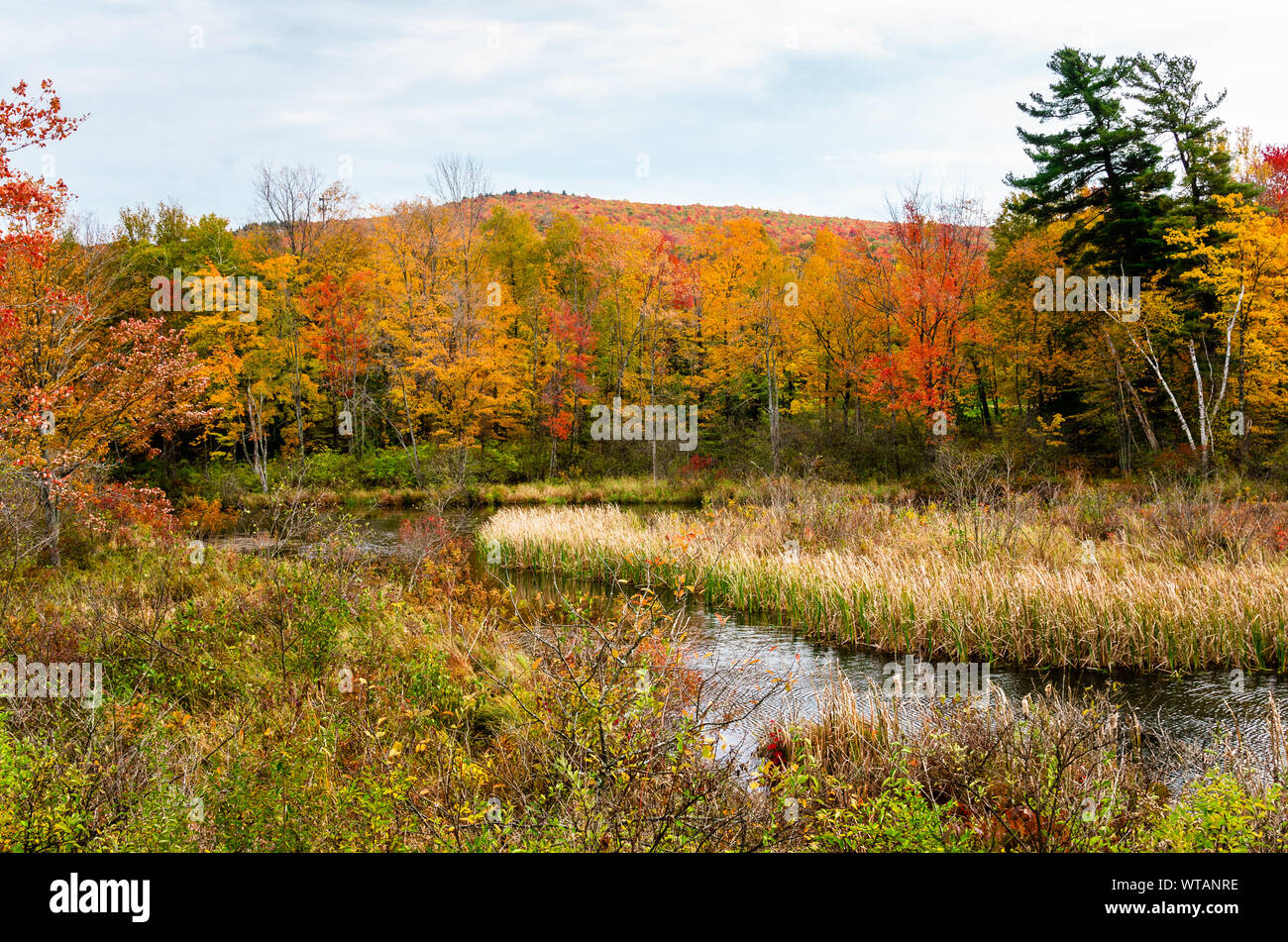 Marshland exploration hi-res stock photography and images - Alamy