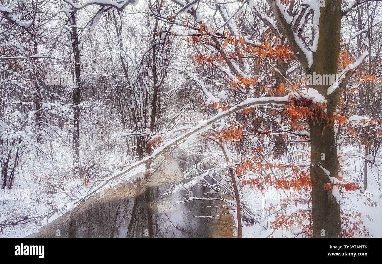 Steam In Trees High Resolution Stock Photography and Images - Alamy