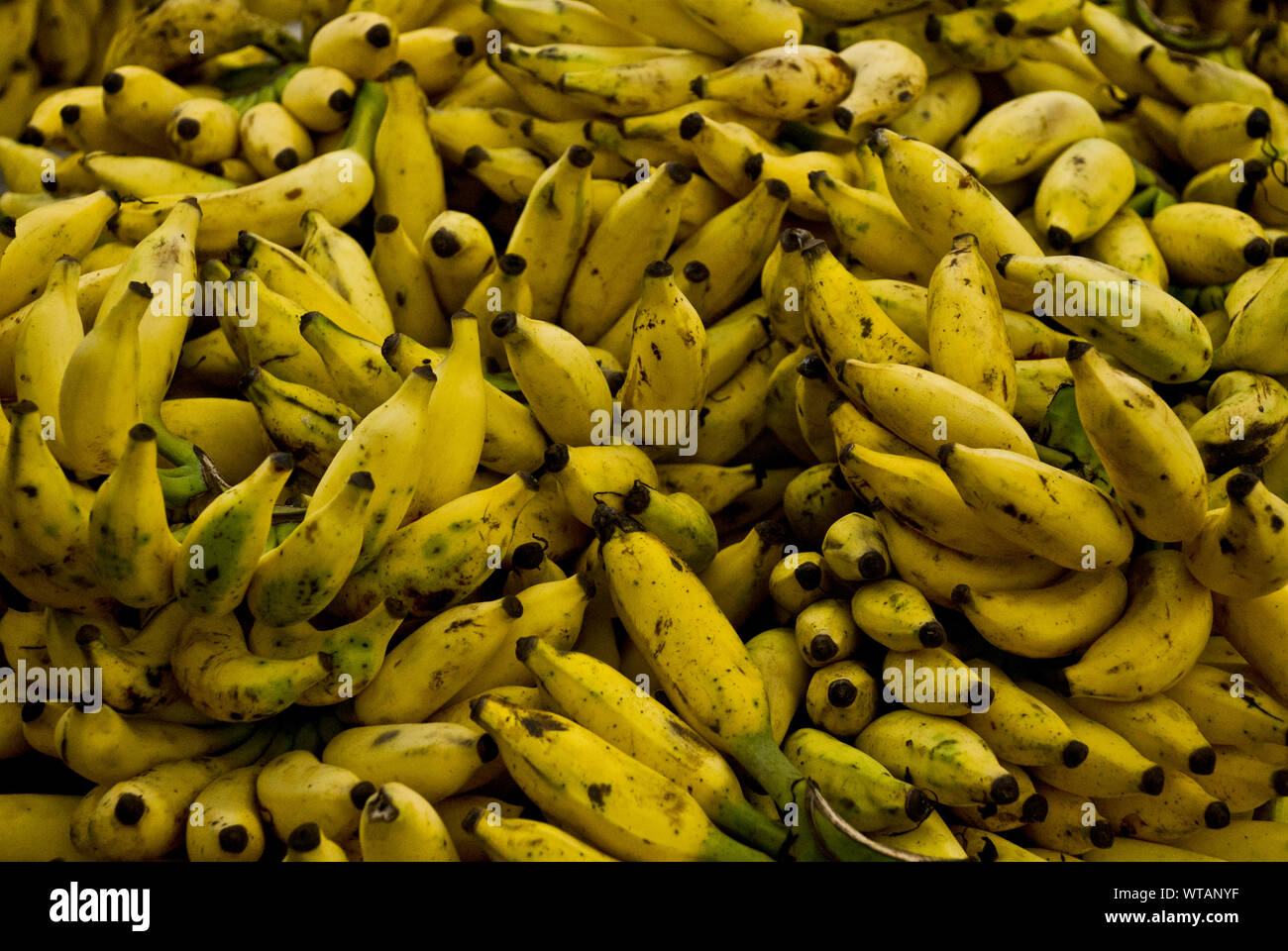 Banana bunches hi-res stock photography and images - Alamy