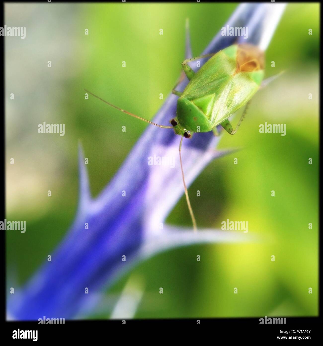 Thorn bug hi-res stock photography and images - Alamy