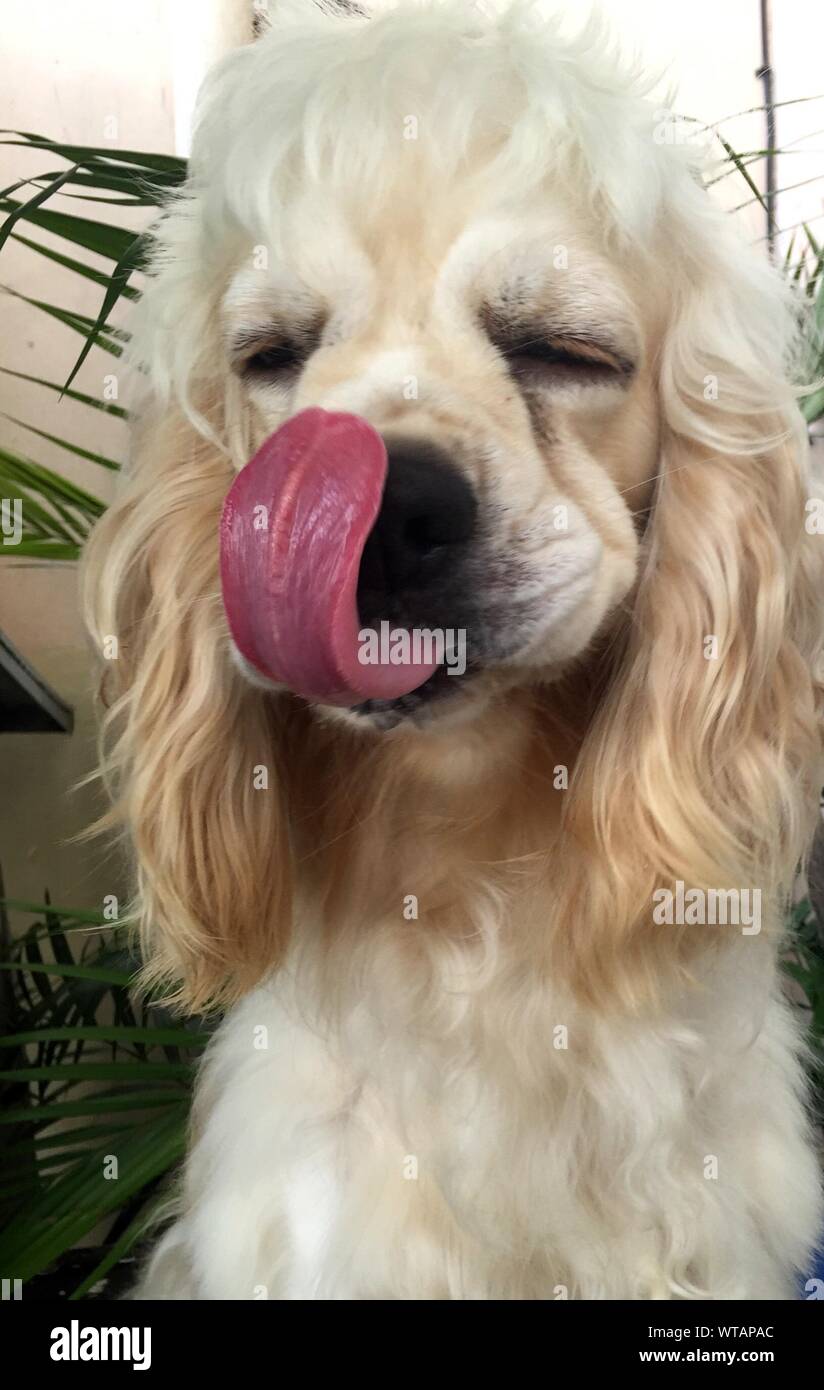 Spaniel american cocker hi-res stock photography and images - Alamy