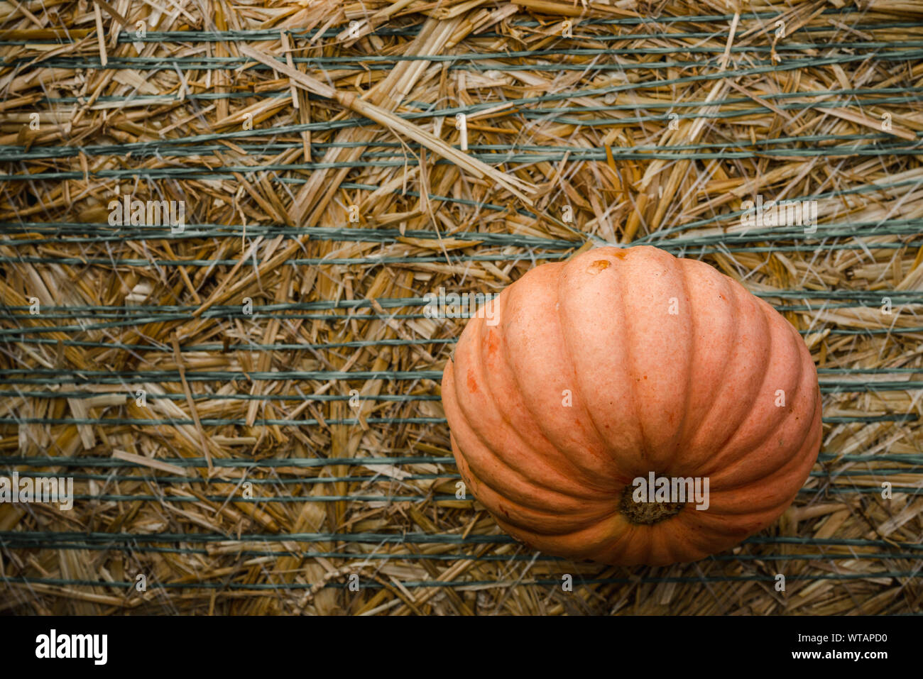 Striped squash hanging from a straw bale. Edible pumpkin. Harvest time ...