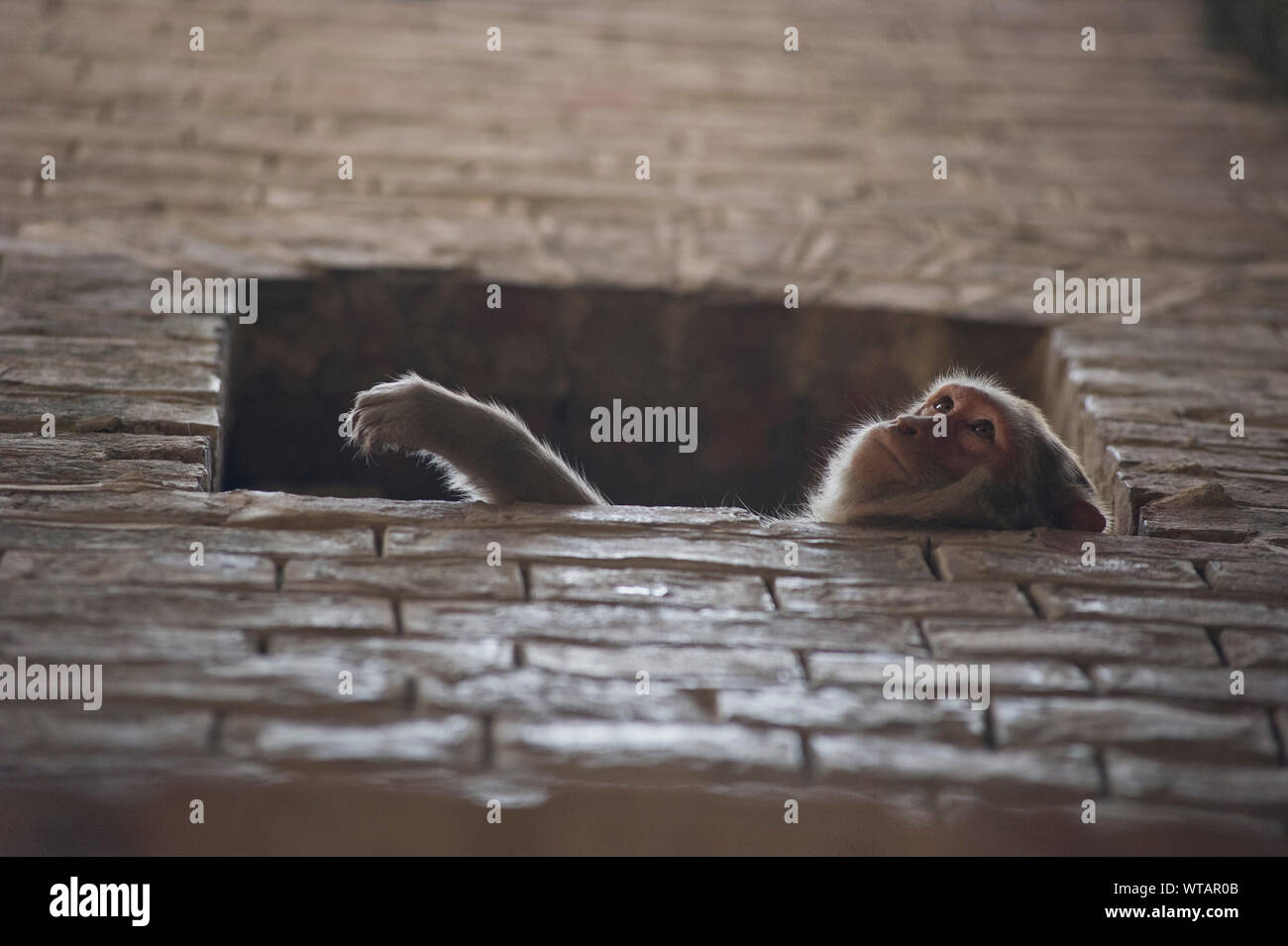 Urban monkey lying in an old house`s window Stock Photo - Alamy