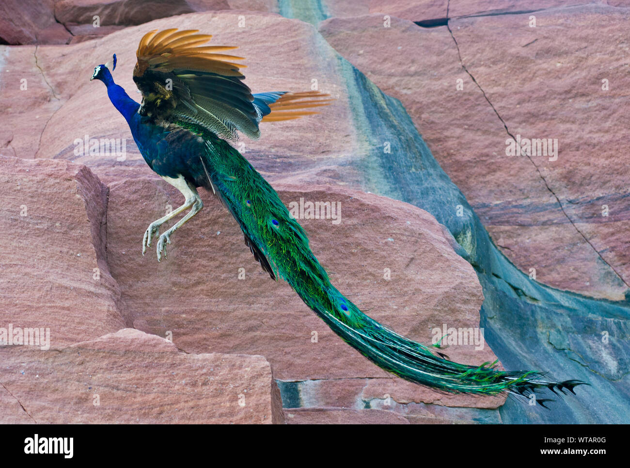 Peacock jumping in a rock Stock Photo - Alamy