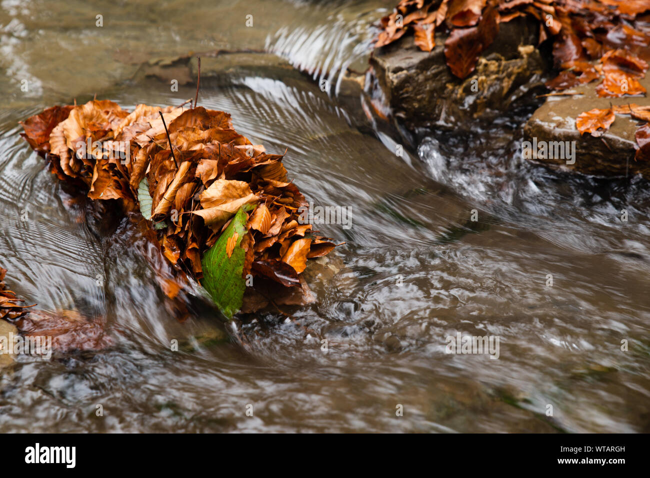 view of leafs in water stream Stock Photo - Alamy