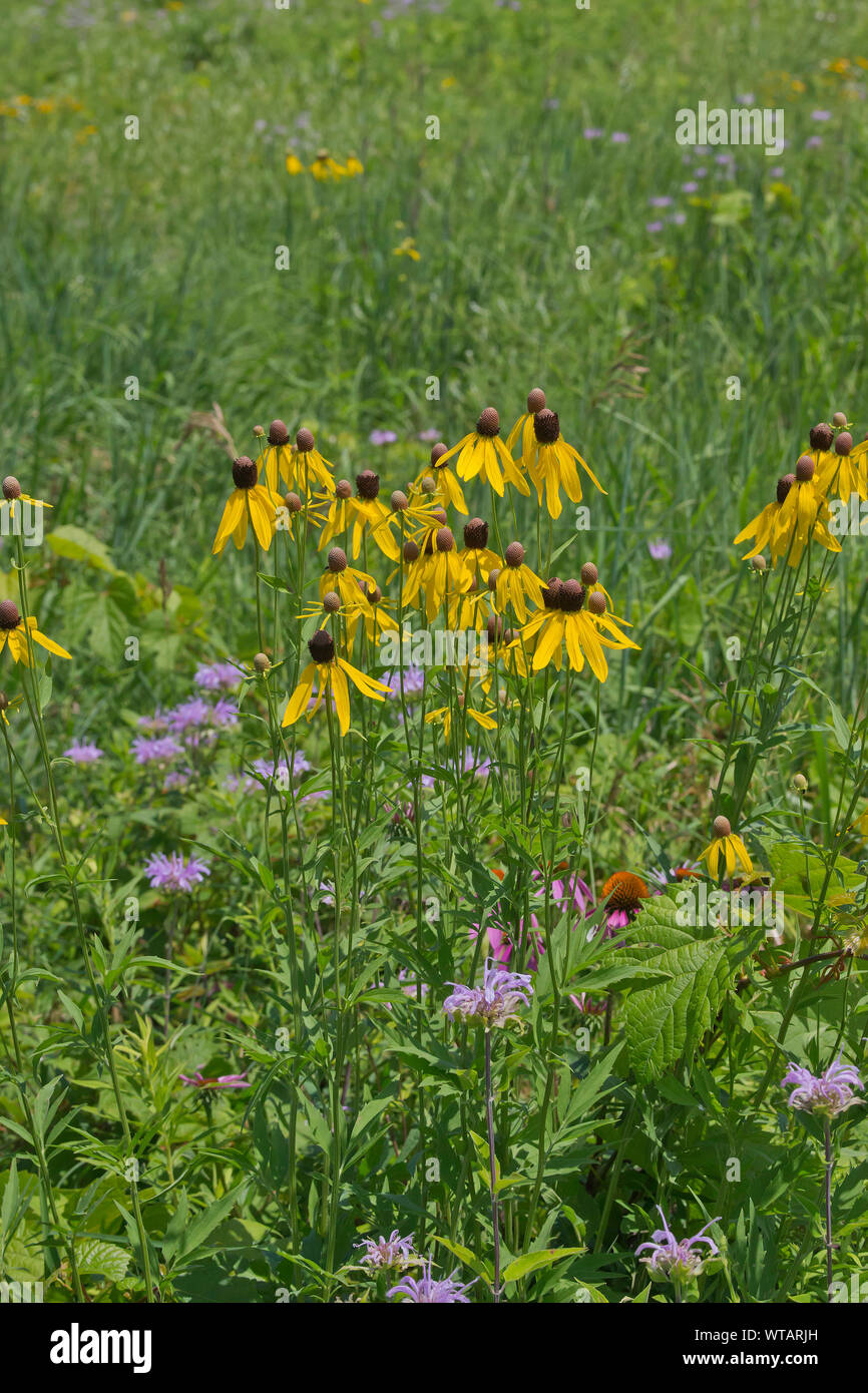 Ratibida Plant High Resolution Stock Photography and Images - Alamy