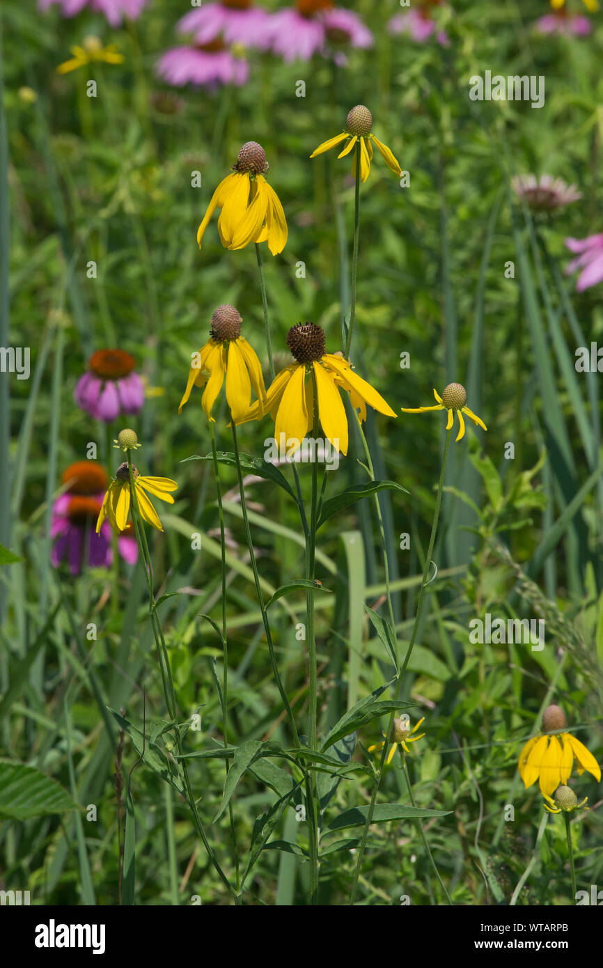 Ratibida Plant High Resolution Stock Photography and Images - Alamy