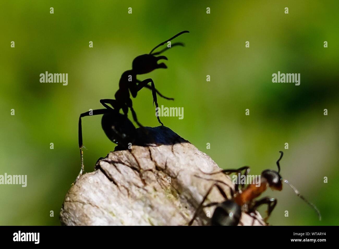 Ants On Rock High Resolution Stock Photography and Images - Alamy