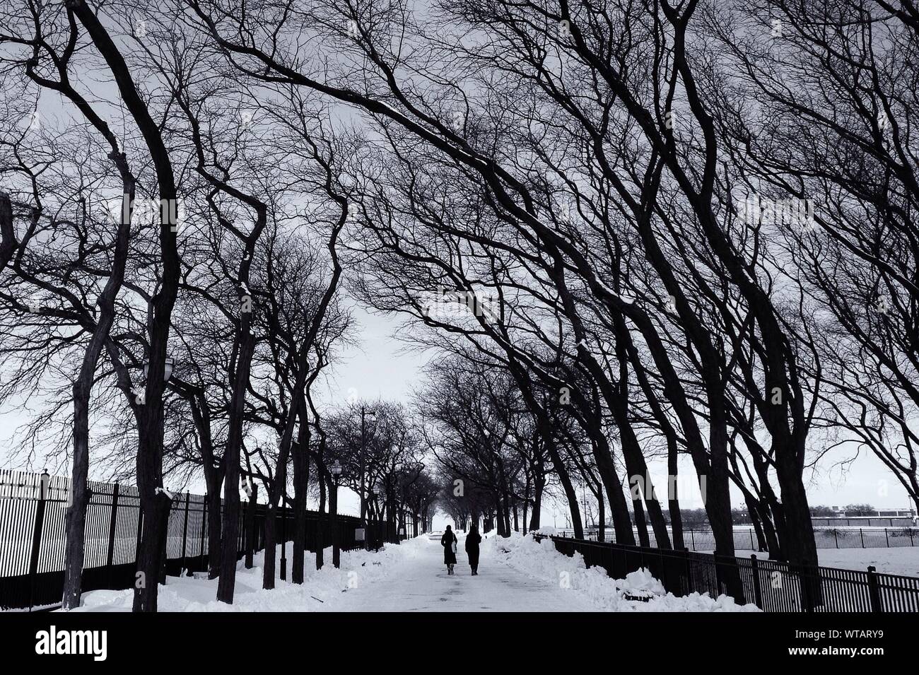 Women Walking On Snow Covered Footpath Amidst Bare Trees Stock Photo ...