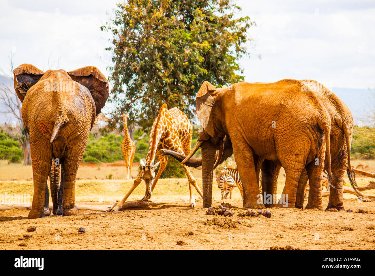 Livestock grazing kenya giraffe hi-res stock photography and images - Alamy