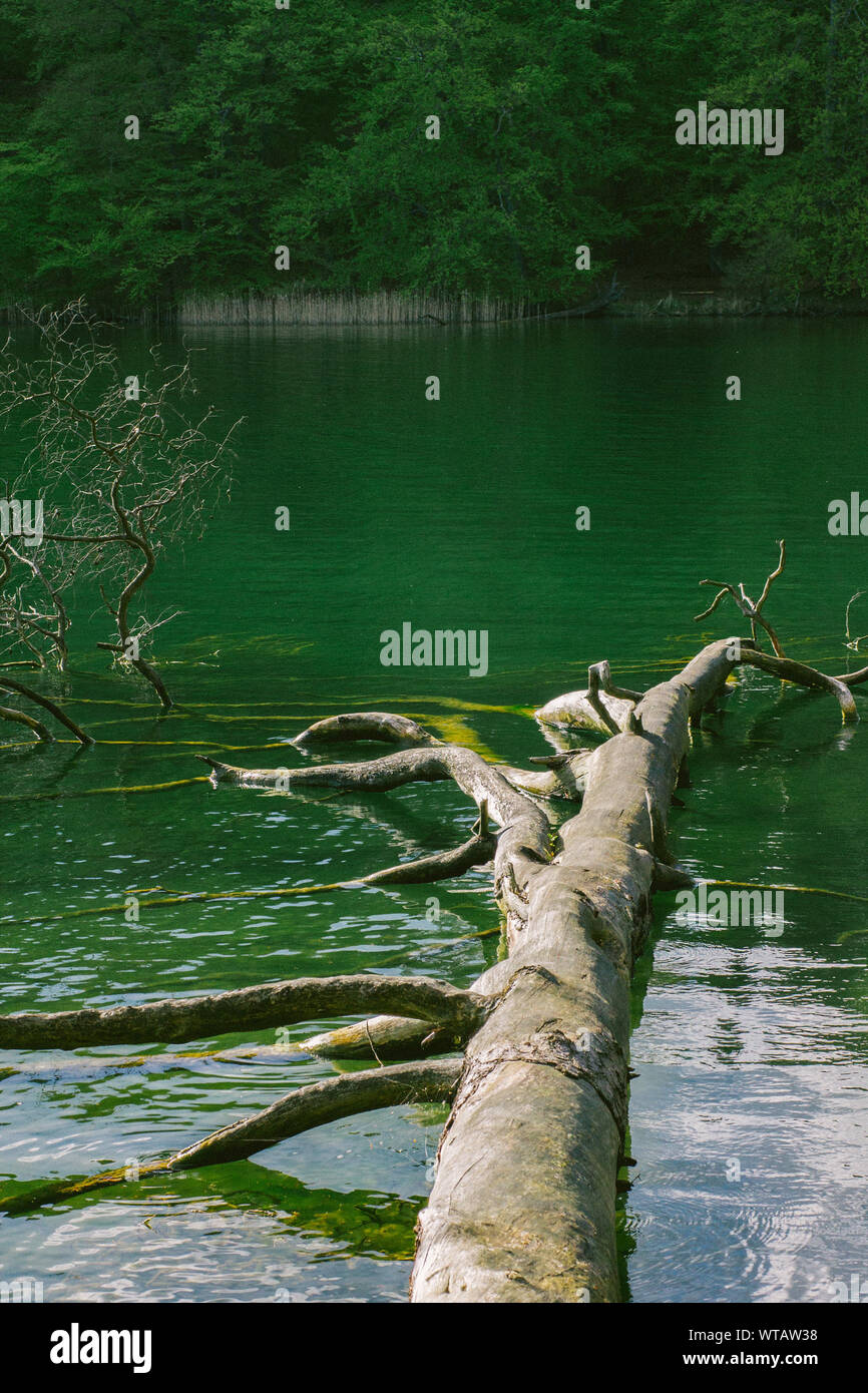 Dead Tree Fallen Lake High Resolution Stock Photography and Images - Alamy