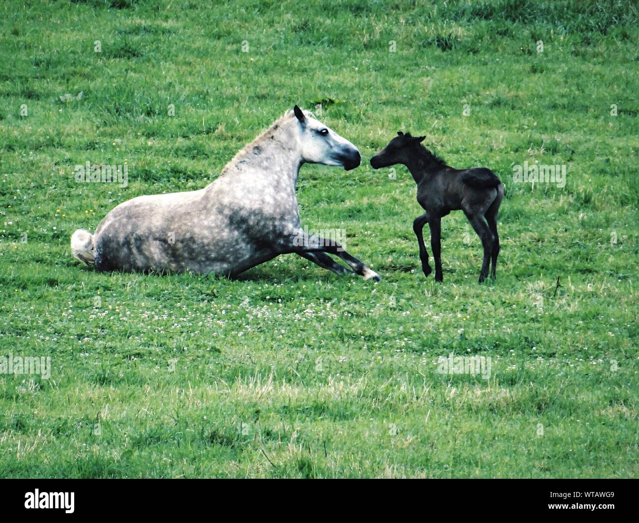 Horse family hi-res stock photography and images - Alamy