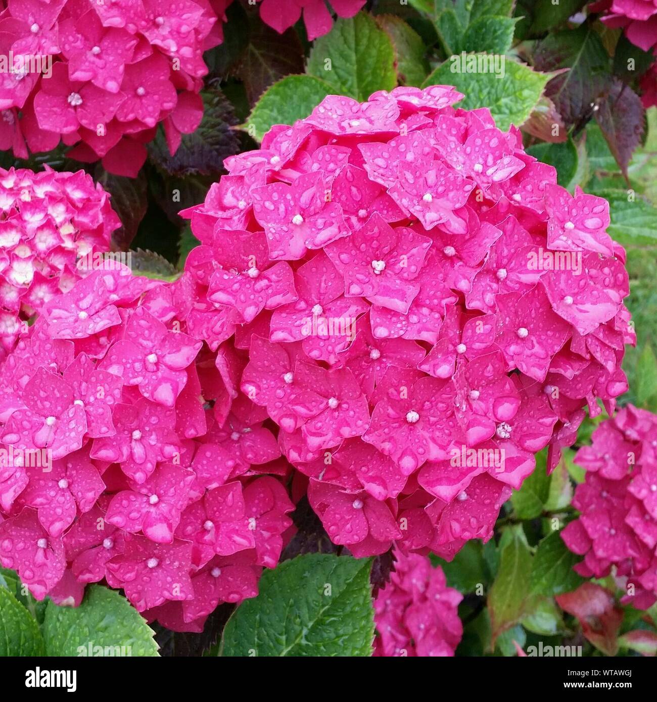 Rain on hydrangea hi-res stock photography and images - Alamy