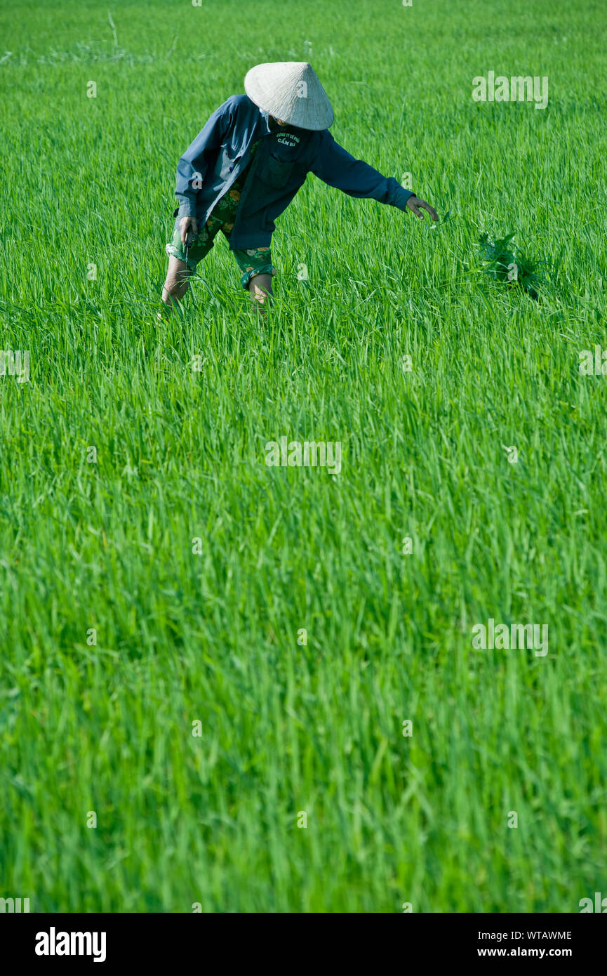 Traditional Vietnamese farmer harvests in a rice field Stock Photo - Alamy