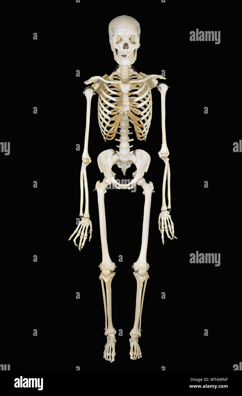 Standing Human Skeleton Stock Photo - Alamy