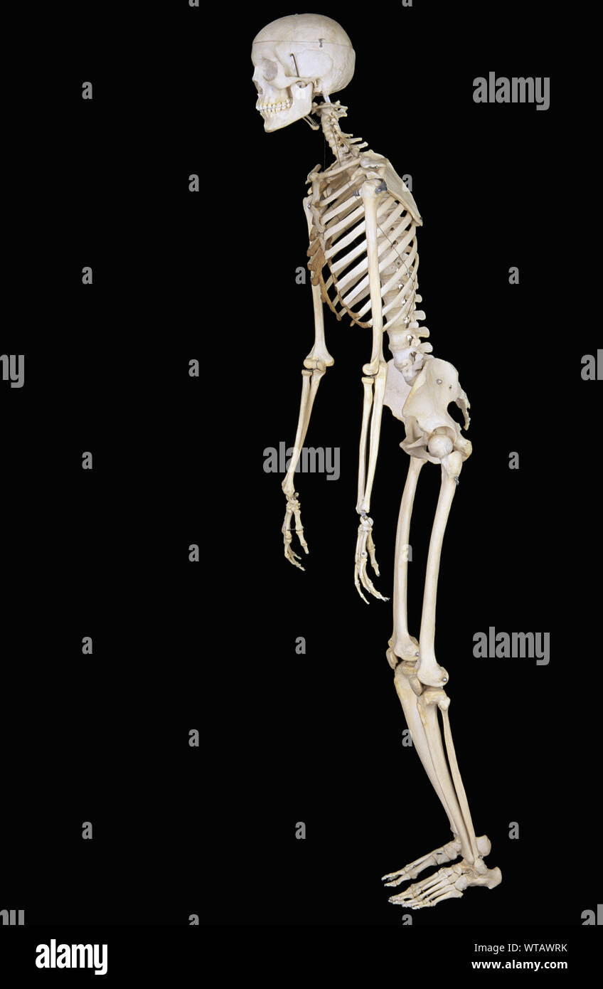 Standing Human Skeleton Stock Photo - Alamy