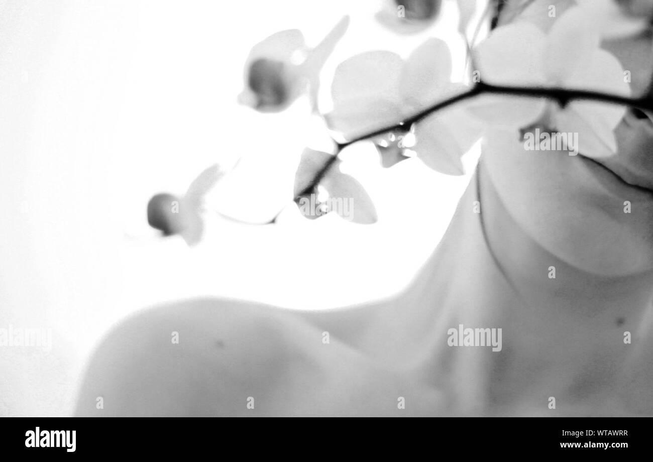 Beauty behind flower hi-res stock photography and images - Alamy
