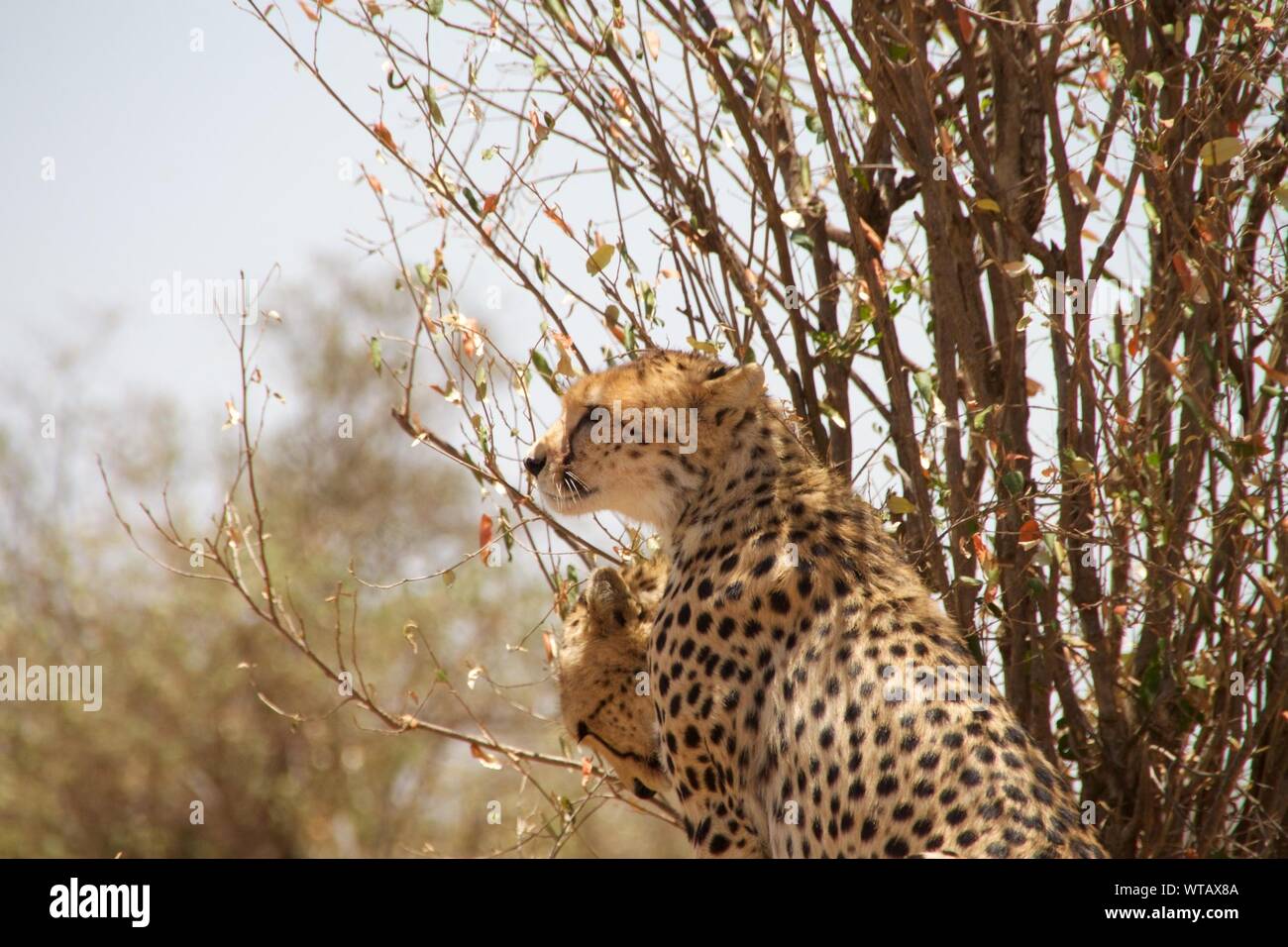 Cheetahs at tree hi-res stock photography and images - Alamy