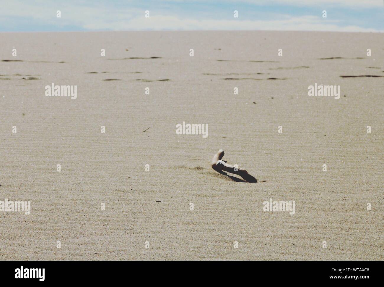 Log in desert hi-res stock photography and images - Alamy