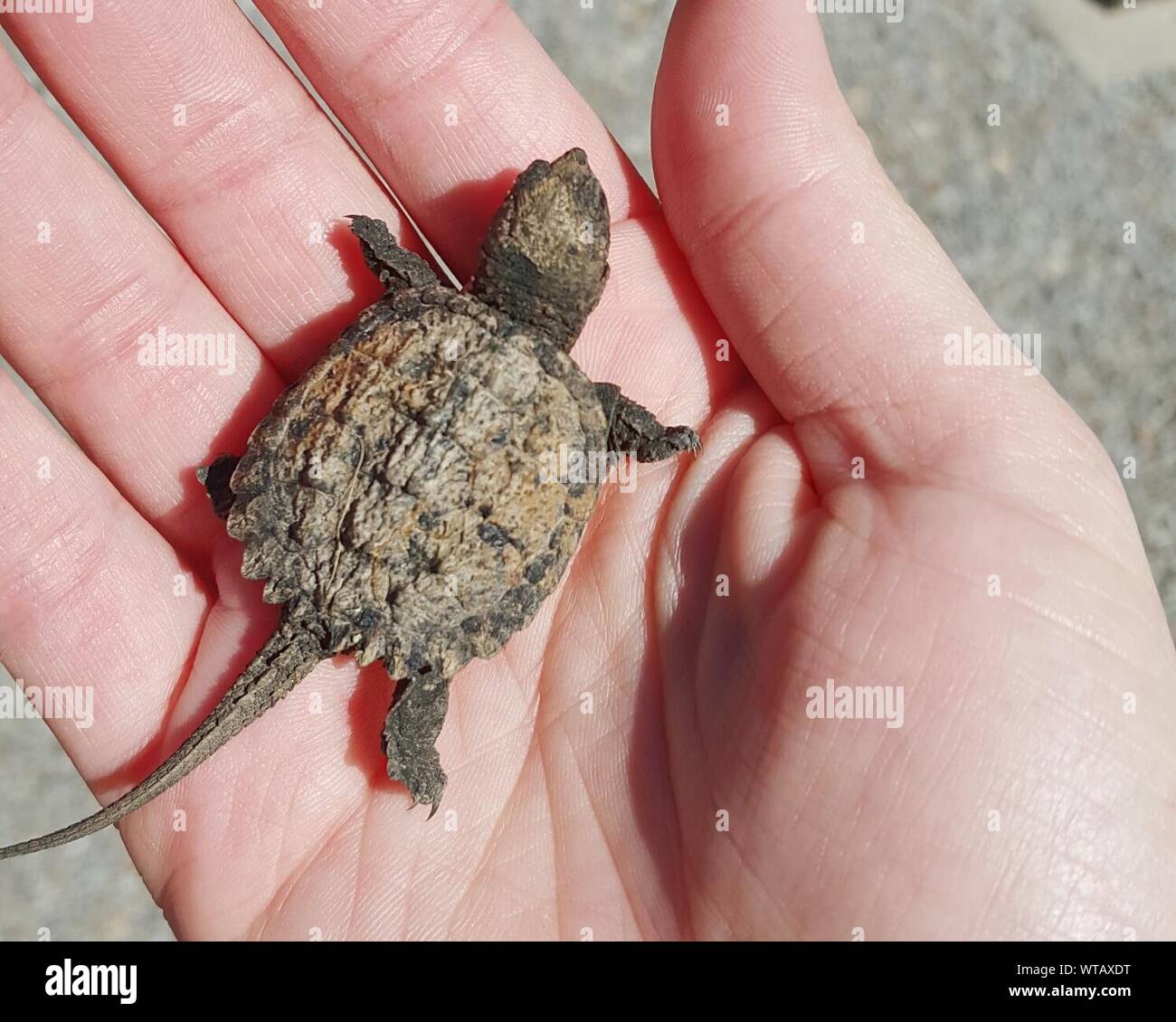 Hand Holding Turtle High Resolution Stock Photography and Images - Alamy