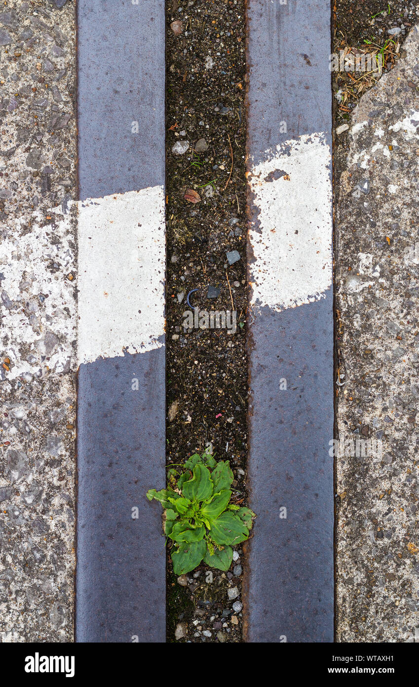 View of rail track with weed hi-res stock photography and images - Alamy