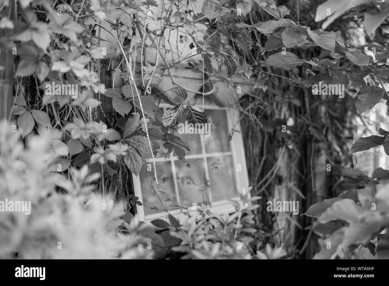 Plants growing around window hi-res stock photography and images - Alamy