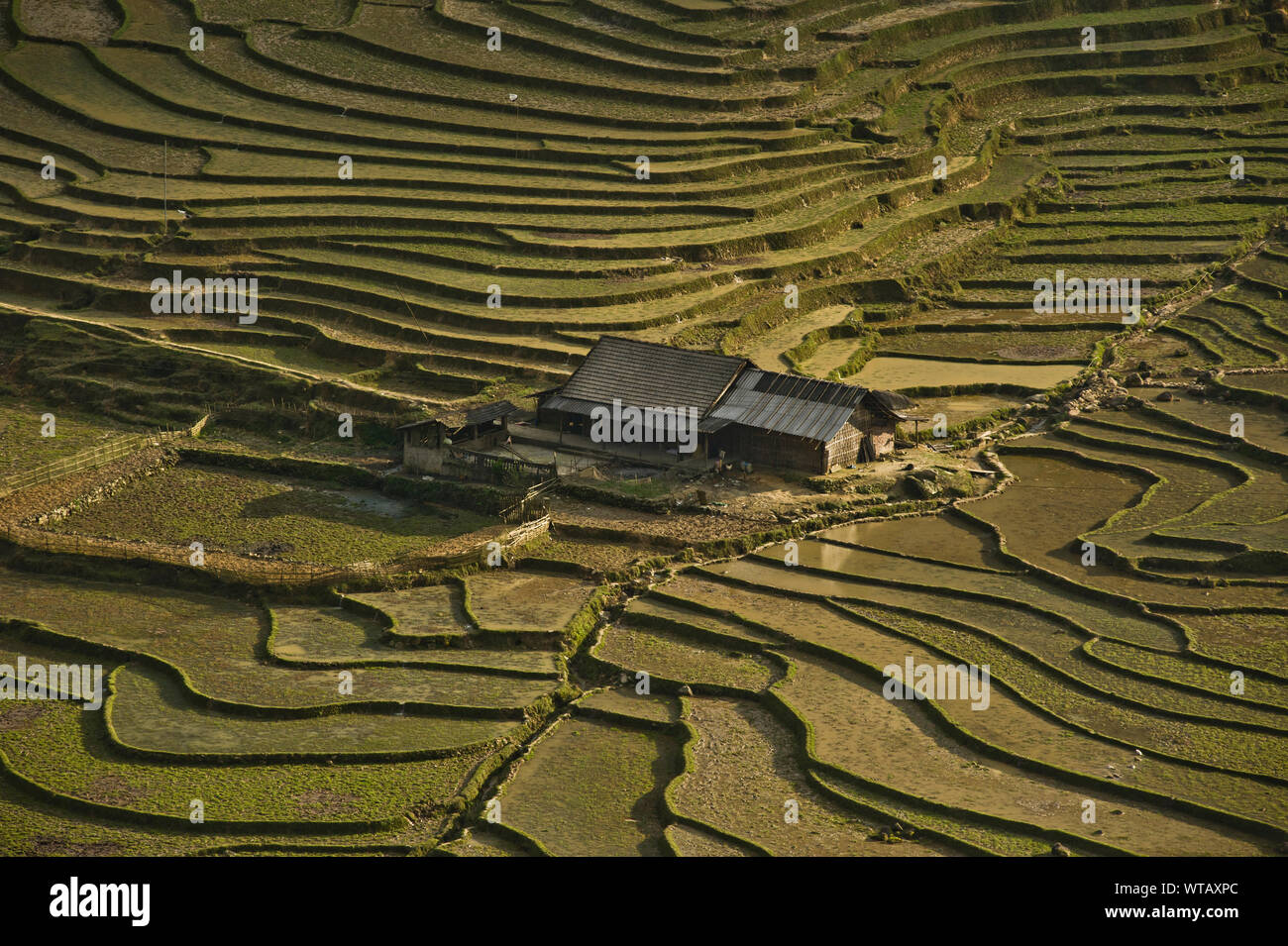 House into the rice fields of northern Vietnam Stock Photo - Alamy
