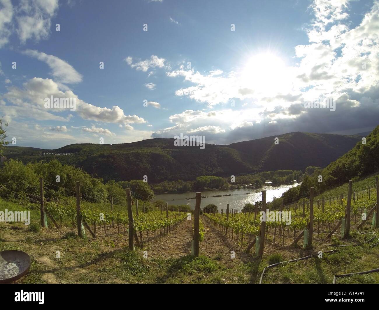 Complex nature hi-res stock photography and images - Alamy