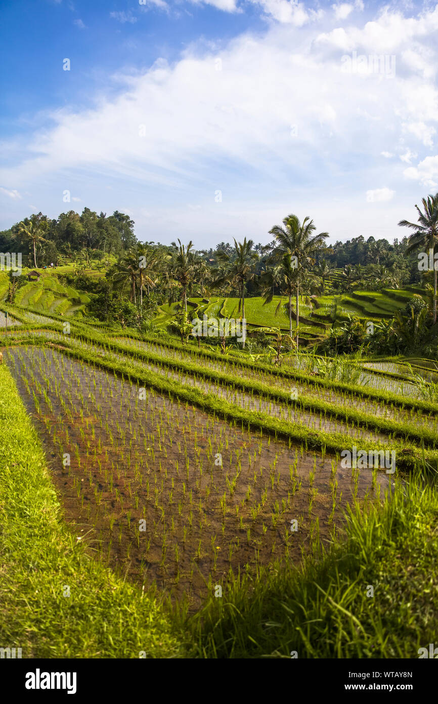 Rice fields of Jatiluwih in southeast Bali, Indonesia Stock Photo - Alamy