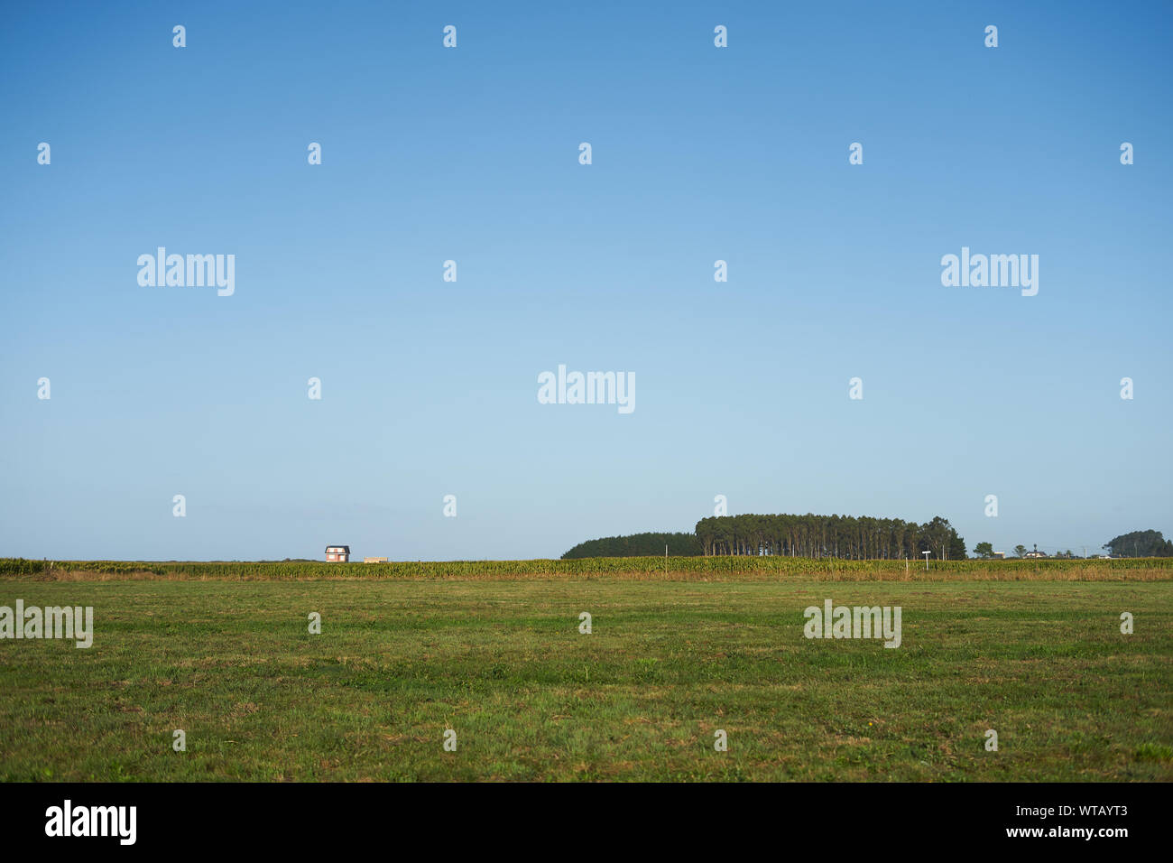 Field of grass completely empty until the horizon Stock Photo - Alamy