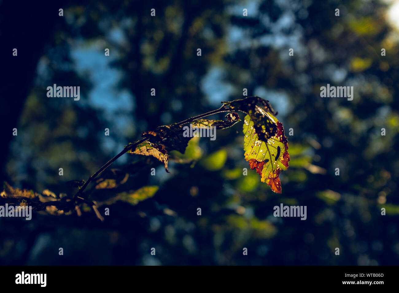 First autumn leaves close up on a forest landscape background Stock ...