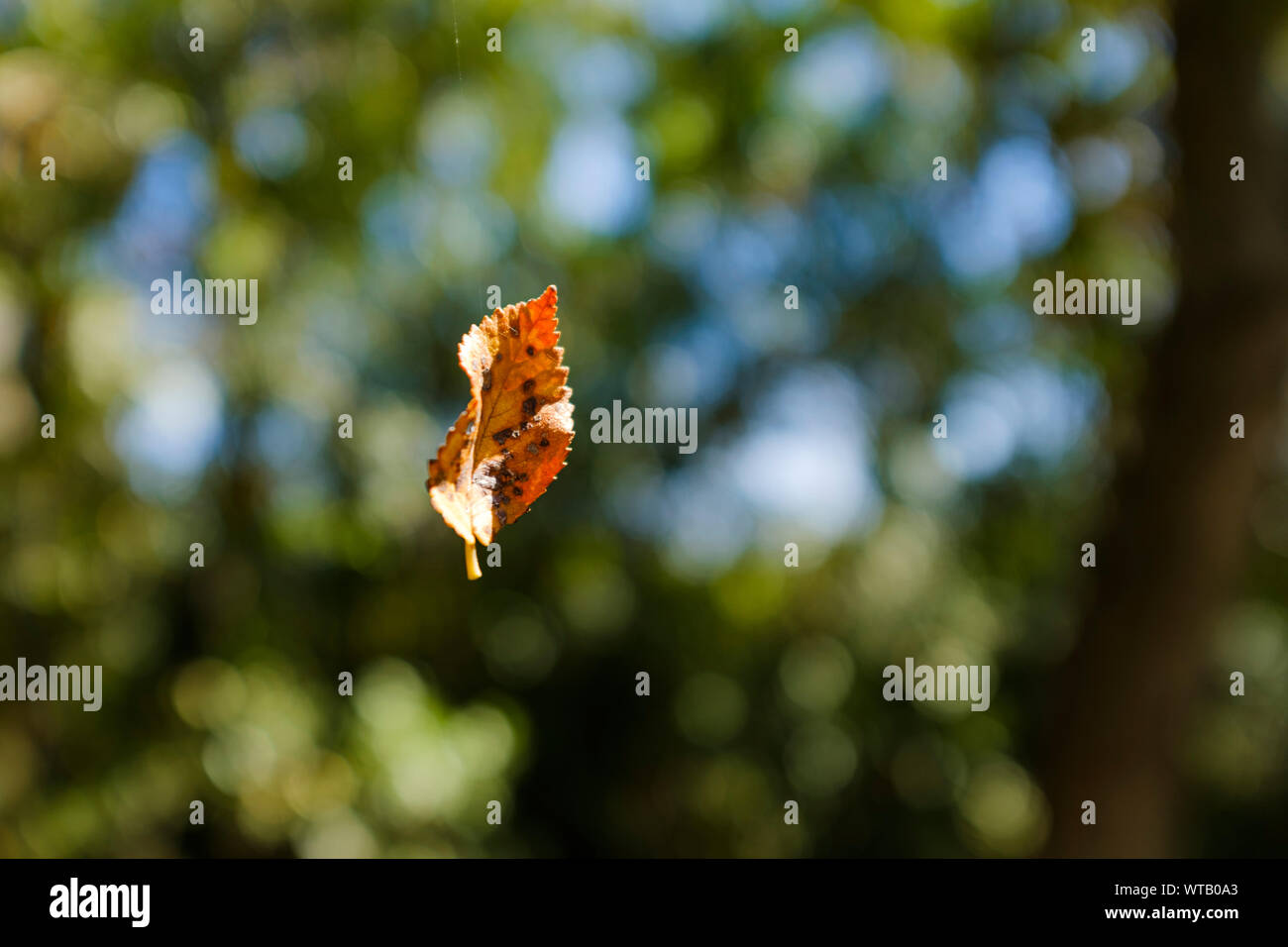 First autumn leaves close up on a forest landscape background Stock ...
