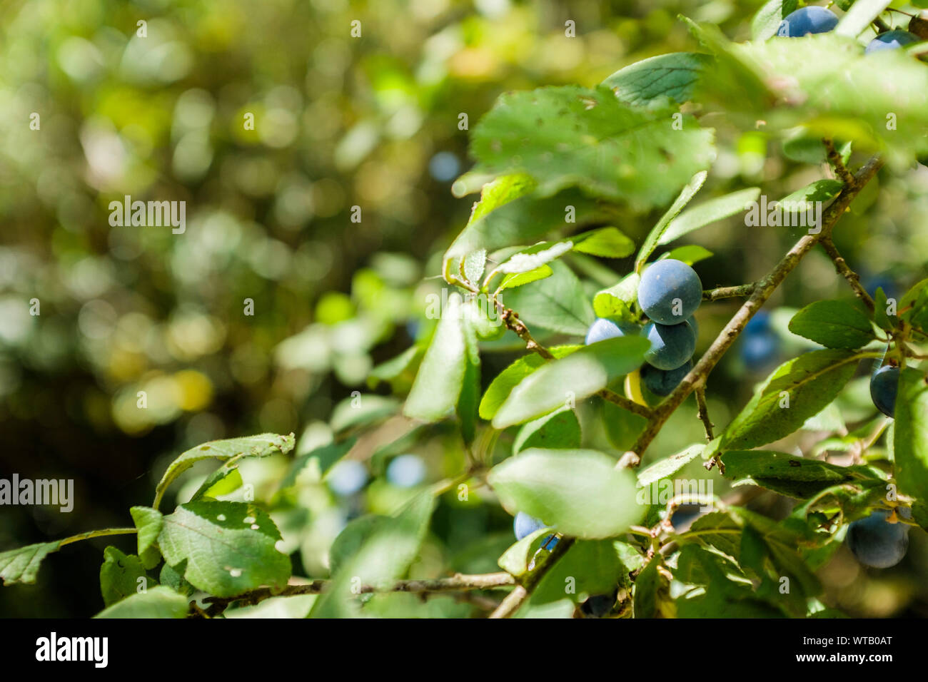 Blue wild berries on a green plant close up still Stock Photo - Alamy