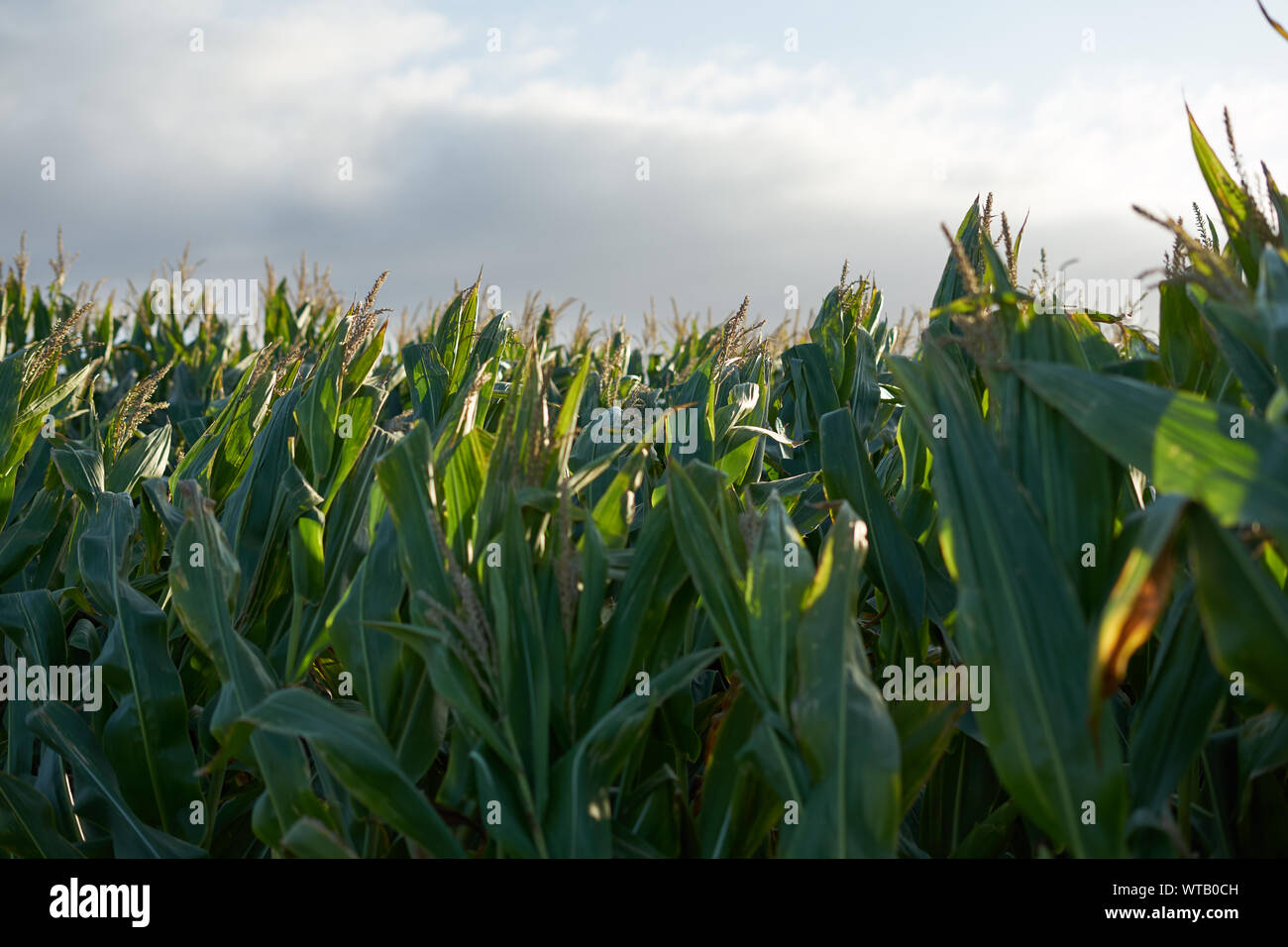 Detail of the top of a full size corn plantation just before the ...