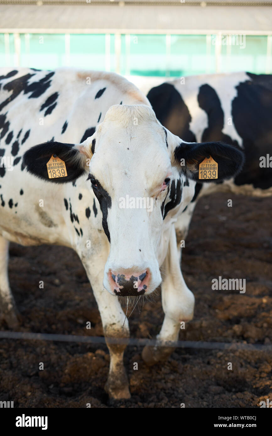 Rural farming family with cow hi-res stock photography and images - Alamy