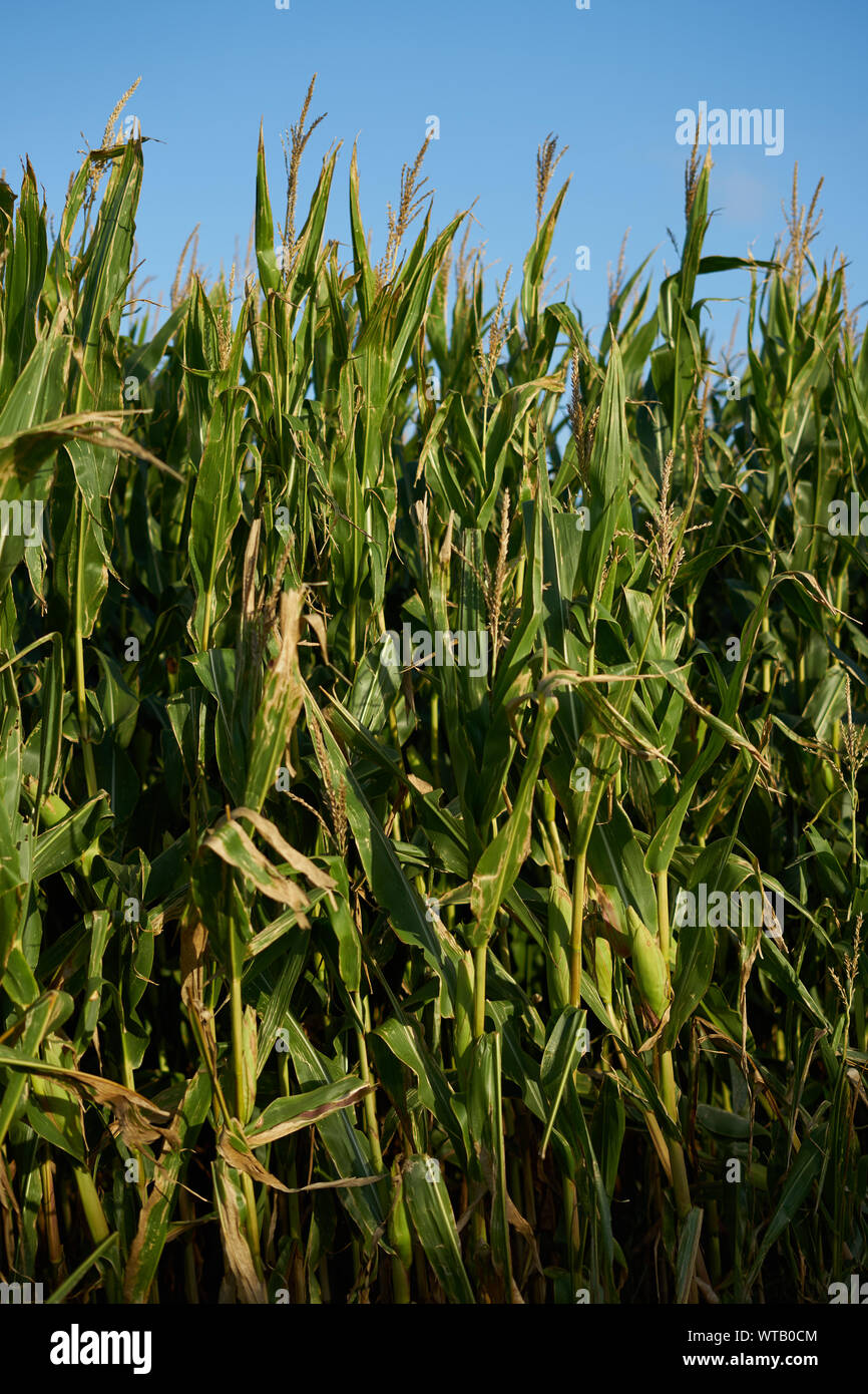 Detail of the top of a full size corn plantation just before the ...
