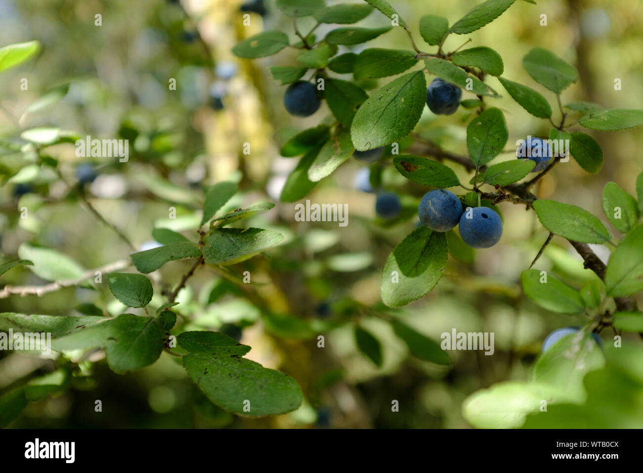Blue wild berries on a green plant close up still Stock Photo - Alamy