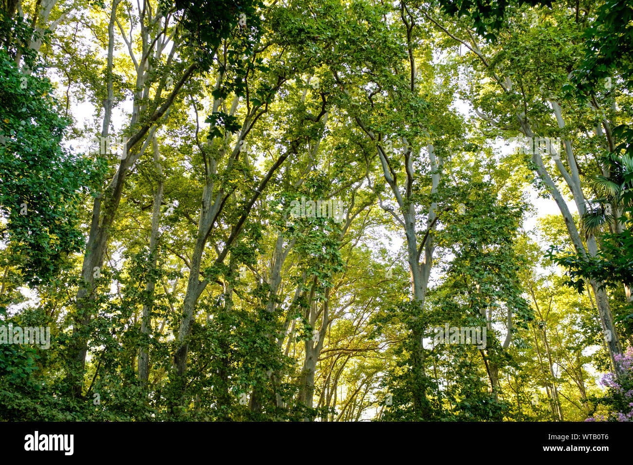 Green deep forest with big high trees on a green landscape Stock Photo ...
