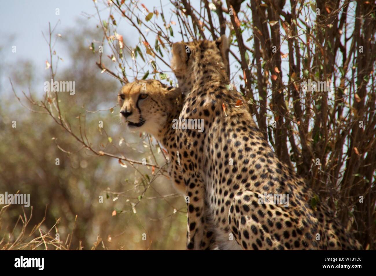 Cheetahs at tree hi-res stock photography and images - Alamy