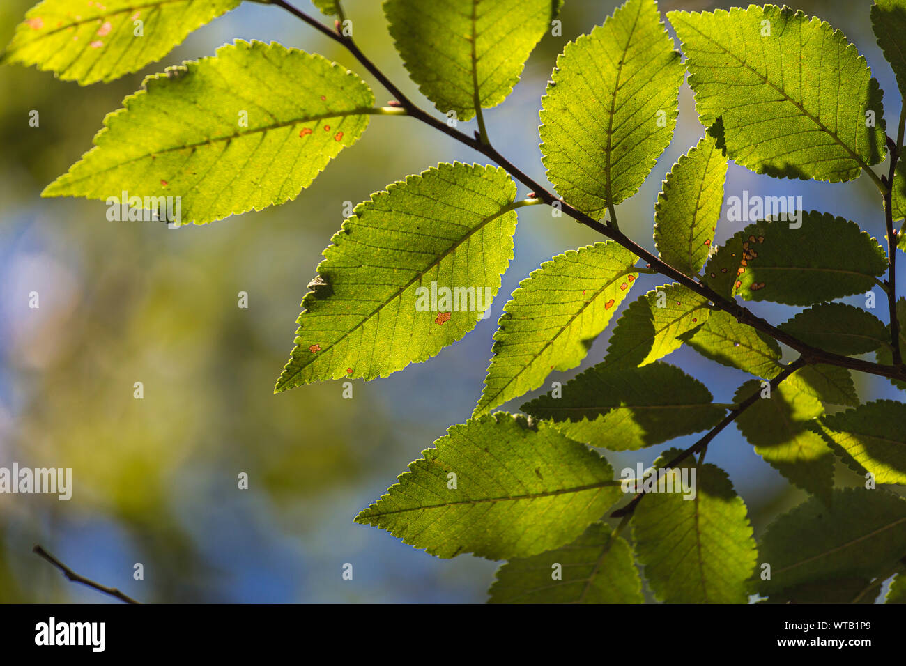 First autumn leaves close up on a forest landscape background Stock ...