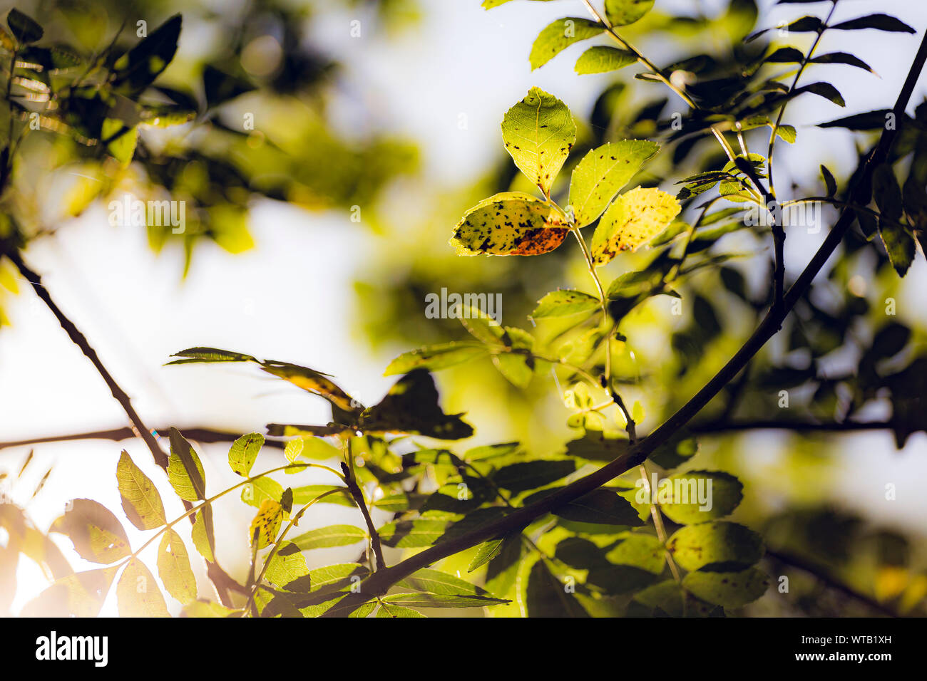 First autumn leaves close up on a forest landscape background Stock ...